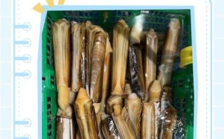 蛏子怎么清洗内脏_蛏子内脏清理视频教程