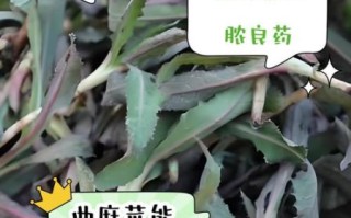 曲麻菜的功效与作用_曲麻菜怎么吃最好