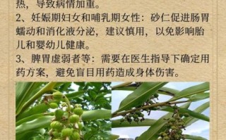 砂仁的功效与作用_砂仁主治哪些症状