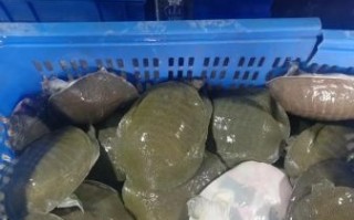 水鱼养殖场图片大全_如何挑选优质水鱼