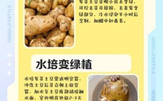 土豆发芽了还能不能吃_土豆发芽怎么处理才安全