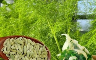 茴香什么时候种_茴香怎么种才能高产