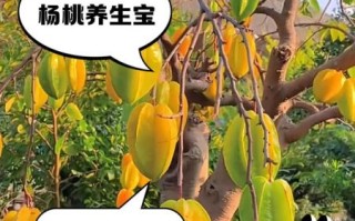 阳桃的功效与作用_阳桃怎么吃最健康