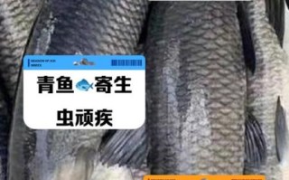 青鱼为什么不吃头_鱼头能不能吃