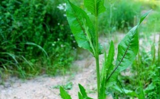 菊苣图片大全大图_菊苣长什么样