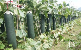 冬瓜照片大全图片_冬瓜怎么挑选新鲜