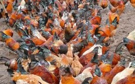 土鸡养殖技术视频_土鸡散养多久出栏