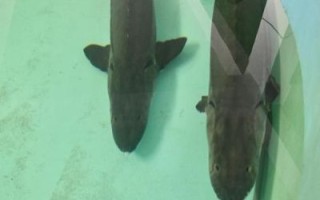 中华鲟灭绝了吗_中华鲟现状2024