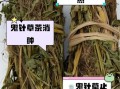 鬼针草能治什么病_鬼针草怎么泡水喝