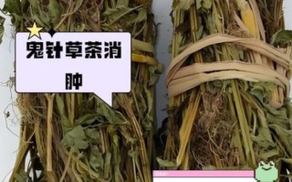 鬼针草能治什么病_鬼针草怎么泡水喝