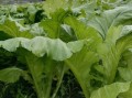 广东芥菜品种图片大全_哪种芥菜最适合家庭种植