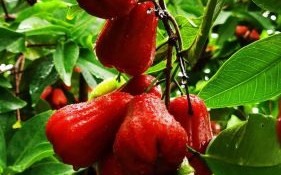 莲雾图片_莲雾怎么挑选