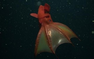 吸血乌贼吃人图片是真的吗_吸血乌贼攻击人类事件真相