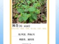 豨莶草怎么读_豨莶草的功效与作用