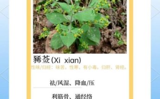 豨莶草怎么读_豨莶草的功效与作用