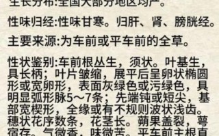 车前草长什么样_车前草图片怎么识别