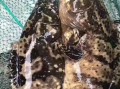 海里石斑鱼多少钱一斤_野生石斑鱼价格