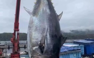 300多斤蓝鳍金枪鱼多少钱_为什么这么贵