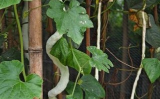 蛇瓜图片长什么样_蛇瓜和丝瓜的区别