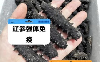 辽参的功效与作用_辽参的营养价值有哪些