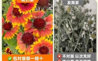 天人菊怎么养_天人菊种子多久发芽
