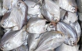 鲳鱼多少钱一斤2019_2019年鲳鱼价格走势