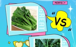 芥兰和芥蓝的区别_芥兰是芥蓝吗