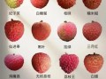 荔枝品种有哪些_常见荔枝品种区别
