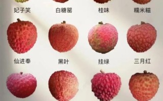 荔枝品种有哪些_常见荔枝品种区别