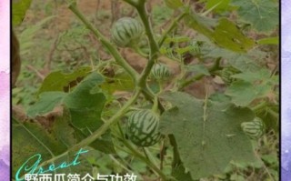 野西瓜的功效与作用_野西瓜怎么吃最好