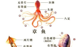 八爪鱼怎么处理内脏_八爪鱼清理内脏图解 八爪鱼怎么处理内脏_八爪鱼清理内脏图解