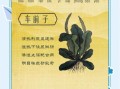 车前子的功效与作用禁忌_车前子怎么吃效果最好