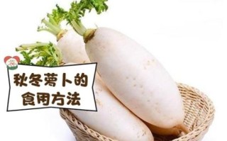 蔬菜人参是什么_蔬菜人参怎么吃