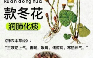款冬花的功效与作用禁忌_款冬花哪些人不能吃