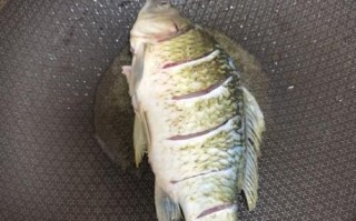 下奶鲫鱼汤炖多长时间_鲫鱼汤炖多久下奶