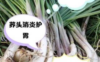 荞头菜怎么种_荞头菜的营养价值