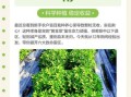 养心菜种植方法_养心菜怎么种