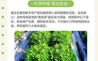 养心菜种植方法_养心菜怎么种