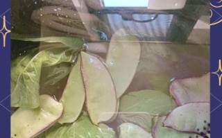 食材净化器真的能净化吗_家用食材净化器有用吗