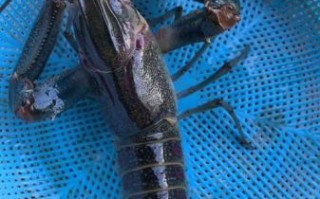 澳洲龙虾种类有哪些_澳洲龙虾价格多少钱一斤