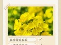 春季油菜花种植时间_油菜花春季管理要点