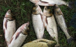 鲢鳙怎么读_鲢鳙是什么鱼