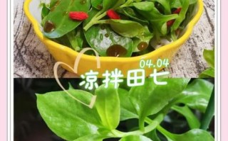 田七菜怎么凉拌好吃_田七菜正确吃法图片