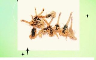 全蝎的功效与作用是什么_全蝎能治哪些病