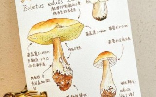 蘑菇怎么画简单又好看_蘑菇绘画步骤详解