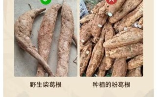 葛根与粉葛的区别_哪个更好