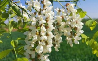 槐花图片大全大图_槐花长什么样