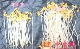 沈阳毒豆芽事件_如何辨别毒豆芽