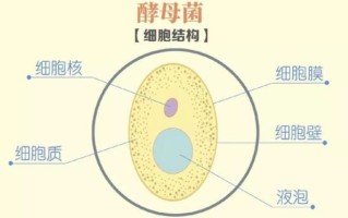 酵母发酵原理_如何控制发酵时间