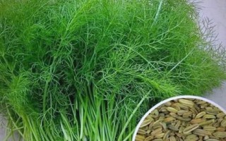 茴香菜长什么样_茴香菜怎么吃